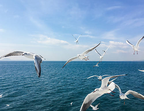 UN VOLO DI GABBIANI di Stefania Bocchetta :: Casa Lucaioli
